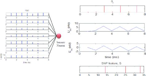 the output of a sensory neuron receiving 7 input spike trains on the