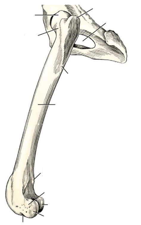 Diagram Of Femur And Os Coxae Articulated Quizlet