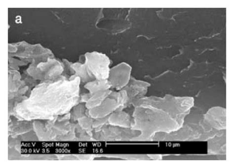 Sem Micrographs Of The Fractured Surface Of Composites Films With Download Scientific Diagram