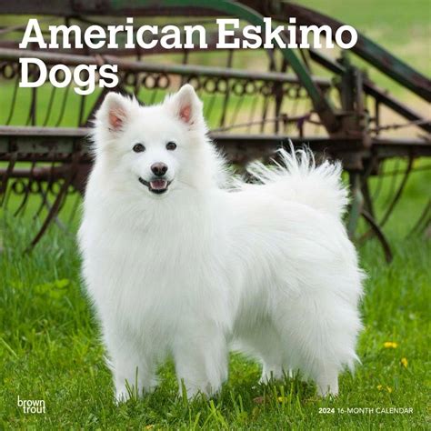 Amerikanischer Eskimohund Kalender