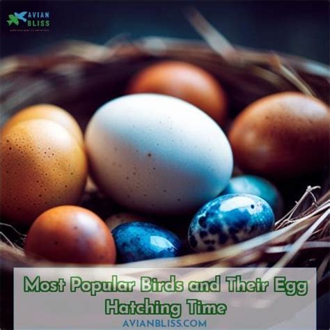 How Long Do Bird Eggs Take To Hatch