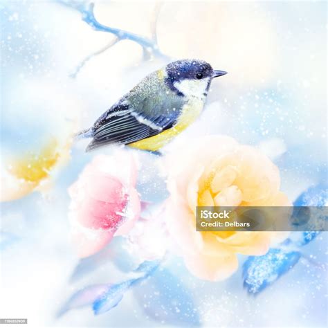 아름다운 노란색 분홍색 장미와 눈과 서리에 새를 Tit 예술적인 겨울 자연 이미지입니다 겨울 봄 시즌입니다 정사각형 형식입니다 꽃 식물에 대한 스톡 사진 및 기타 이미지