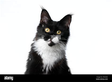 Curious Black And White Tuxedo Maine Coon Cat Looking At Camera