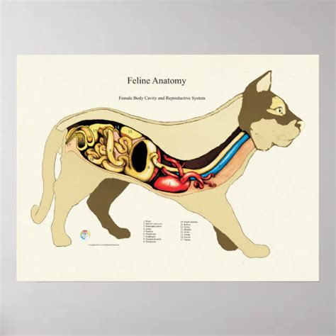 Cat Internal Organs Diagram A Diagram Of A Cats Body With The Word
