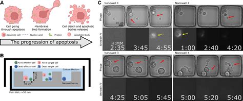 Figure 2 From Automated Detection Of Apoptotic Bodies And Cells In