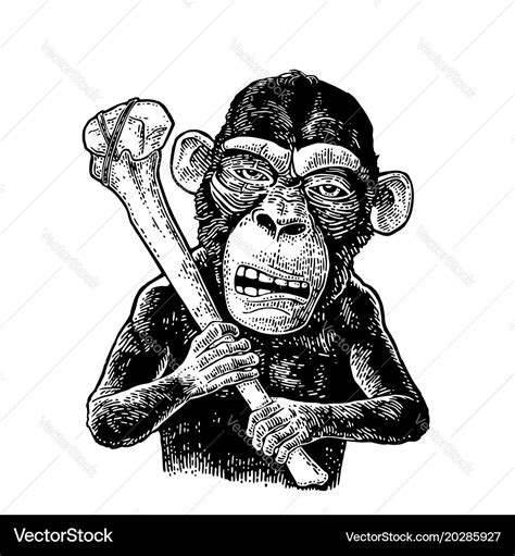 Monkey Holding Tibia Vintage Black Engraving Vector Image