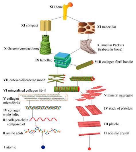 JFB Free Full Text Biomechanical Characteristics And Analysis