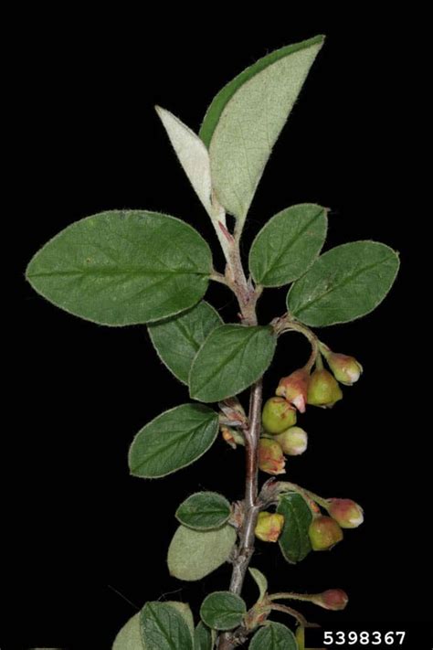 Cotoneaster Alberta Invasive Species Council