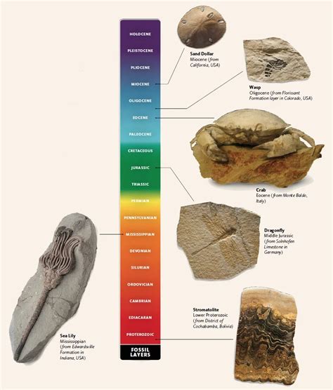 Living Fossils—here There And Everywhere Answers In Genesis