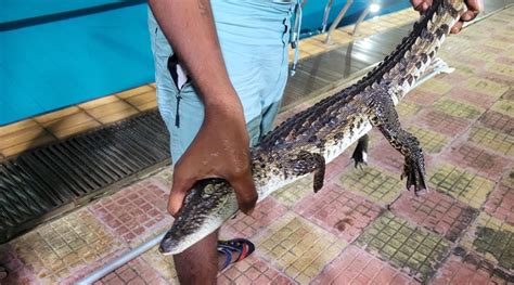 Crocodile Vs Python The Movie