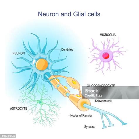 Neuron Dan Neuroglia Struktur Neuron Dan Sel Glial Ilustrasi Stok Unduh Gambar Sekarang Istock