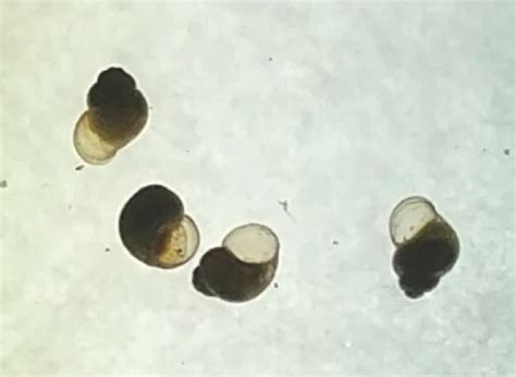 Pyrgulopsis Sp Tule Mesa Springsnail Arizona Wildlife Conservation Strategy