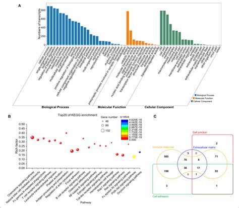 Functional Annotation And Enrichment Analysis For Immune Related De