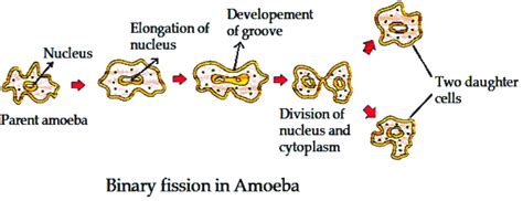 Binary Fission In Amoeba CBSE Class Notes Online Classnotes123