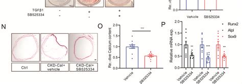 Manipulating Tgfbr1 Levels Regulates Vascular Calcification In Ckd