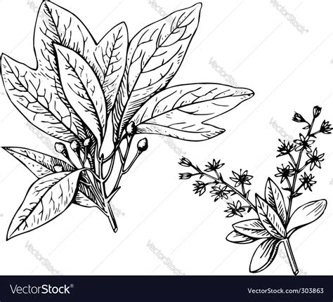 Plant Sassafras Royalty Free Vector Image Vectorstock