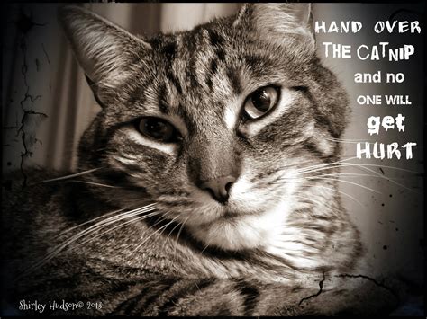 Hudsons Holidays Designer Shirley Hudson Cat Quote Of The Week Catnip