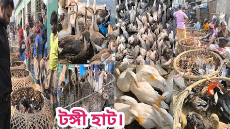 368 টংগি হাট। দেশি ও ফেন্সি মুরগি। রাজা হাঁস বেইজিং হাঁস। কোয়েল পাখি । Shorif And Chicken Bd