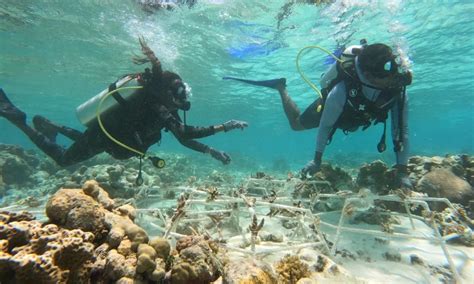 Autonomous Reef Monitoring System Enables Continuous Real Time Data Collection Ocean Science