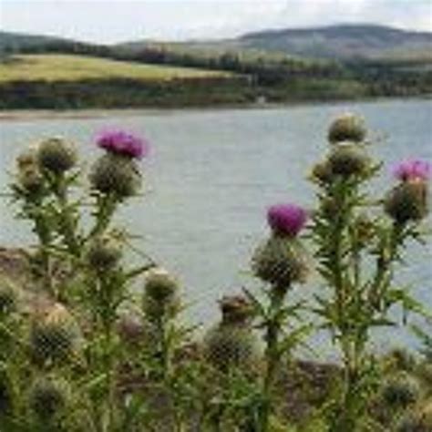 Stream Barbara Mccuin Mcgaughey Music Listen To Songs Albums Playlists For Free On Soundcloud