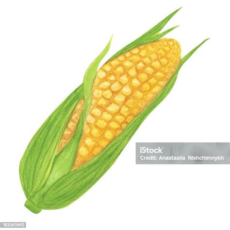 잎이 달린 개암 나무 열매에 노랗게 익은 옥수수 신선한 야채 옥수수 Zea를 그립니다 손으로 그린 수채화 그림 고립 된