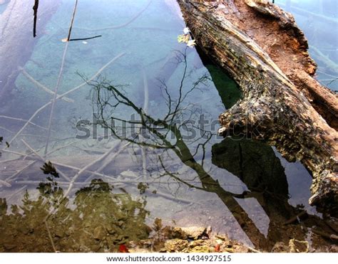 Tree Under Water Between Upper Lower Stock Photo Shutterstock