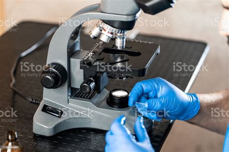 현미경으로 생체 재료 샘플을 검사하는 남성 실험실 조수 파란색 고무 장갑에 손을 클로즈 현미경을 조정 수의사에 대한 스톡 사진 및 기타 이미지 Istock