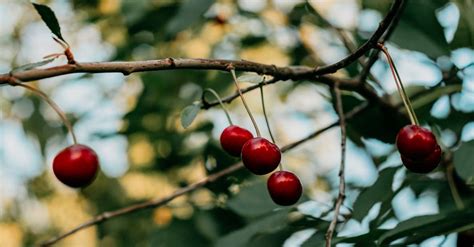 Коли навесні обрізати вишню та як підживити вишню лайфхаки садівників