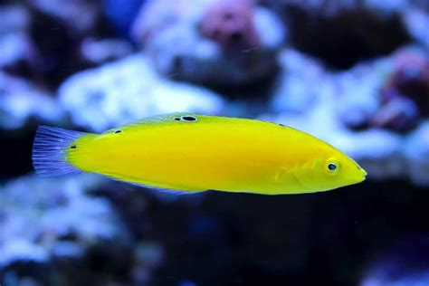 Yellow Coris Wrasse Halichoeres Chrysus Care Guide Fish Laboratory