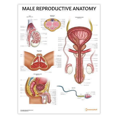 Diagrams Of Male Reproductive System 101 Diagrams Video Answer For