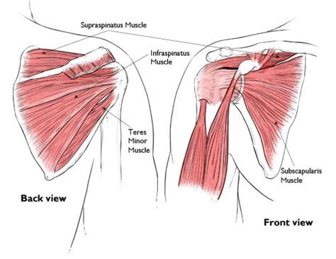 Subscapularis Self Release — Acro Physical Therapy Massage Therapy
