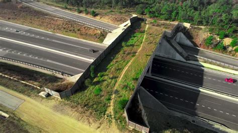 93 Wildlife Crossing Bridge Stock Videos Footage And 4k Video Clips