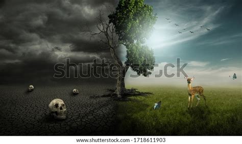 Half Alive Half Dead Tree Photos And Images Shutterstock