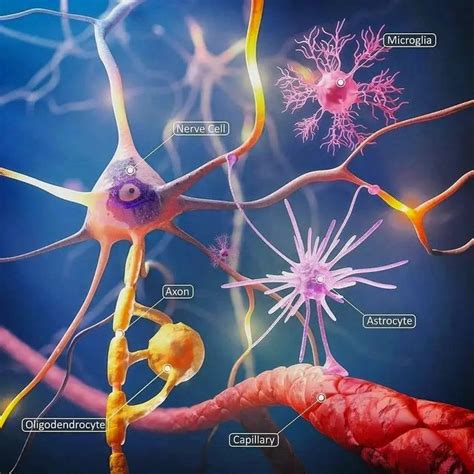 Neuron Cell Diagram Labeled