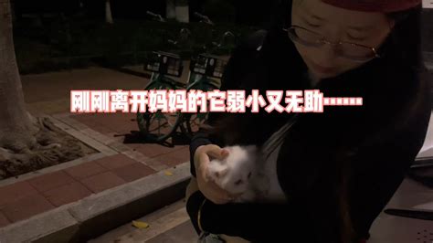 深夜去接朋友送的小猫咪，小家伙离开妈妈表现令人心疼，来到我家很不适应 Youtube