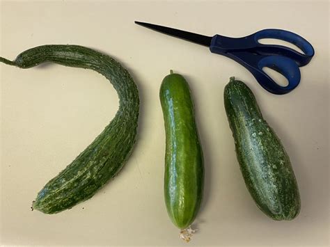 Cucumber Comparison Bradaptation Com
