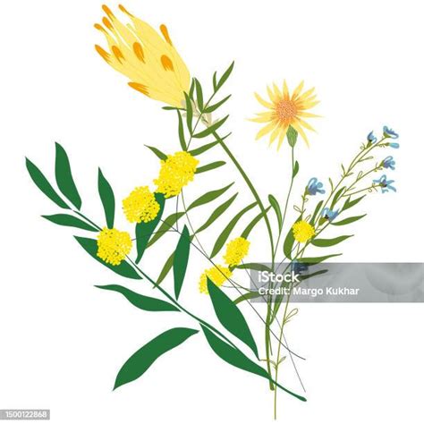 나뭇 가지에 필드 꽃입니다 야생화 아이콘입니다 투명한 배경에 격리된 손으로 그린 초원 식물 0명에 대한 스톡 벡터 아트 및 기타 이미지 Istock