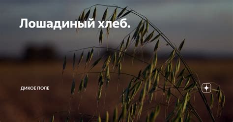 Лошадиный хлеб. | Дикое поле | Дзен