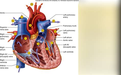 Khan Academy Flow Through The Heart Diagram Blood Heart Thro
