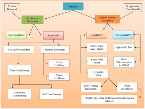 The Figure Depicts Different Types Of Memory And Relevant Behavioral Download Scientific