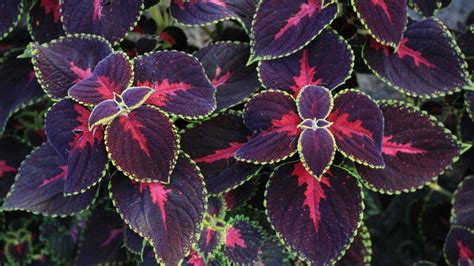 Coleus Varieties 35 Different Types Of Coleus