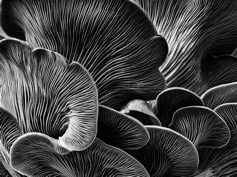 Root Lab Hasham Khan Medium