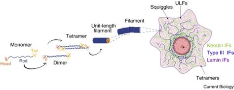 Intermediate Filaments Current Biology