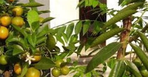Agrosukses Pustaka Info Jeruk Ragi Semakin Diandalkan
