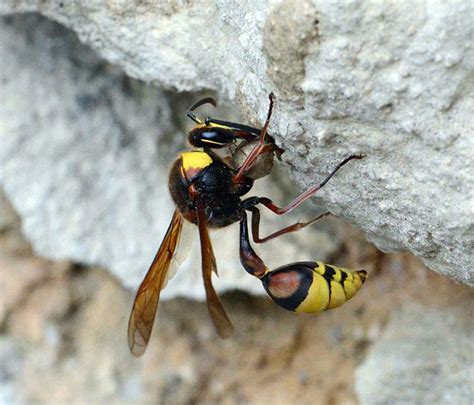 Tout Savoir Sur La Guêpe Maçonne Sceliphron