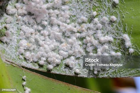 잎 아래쪽에 흰 파리의 감염 알 패턴 고치 분비물 및 성인 표본 가루깍지벌레에 대한 스톡 사진 및 기타 이미지 가루깍지벌레 가루이 감염 Istock