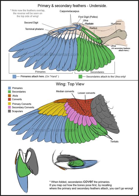 Bird Wings Tutorial By Key Feathers On DeviantArt