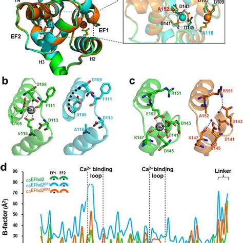 In Vitro Co Sedimentation F Actin Binding Assay And Low Speed F Actin