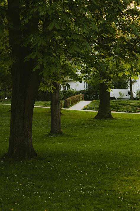 경치 고요한 공공 공원 공원 그늘 그림자 나무 나뭇잎 낮 녹색 녹지 들판 따뜻한 빛 목가적인 무성한 바탕화면 반쯤 밝은 봄 부드러운 빛