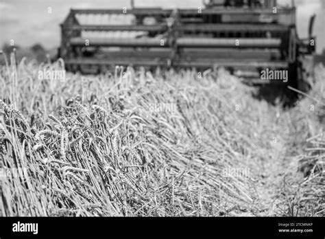 Antique Harvester Black And White Stock Photos Images Alamy